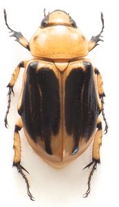 Ancognatha vulgaris - Identificación y monitoreo de insectos