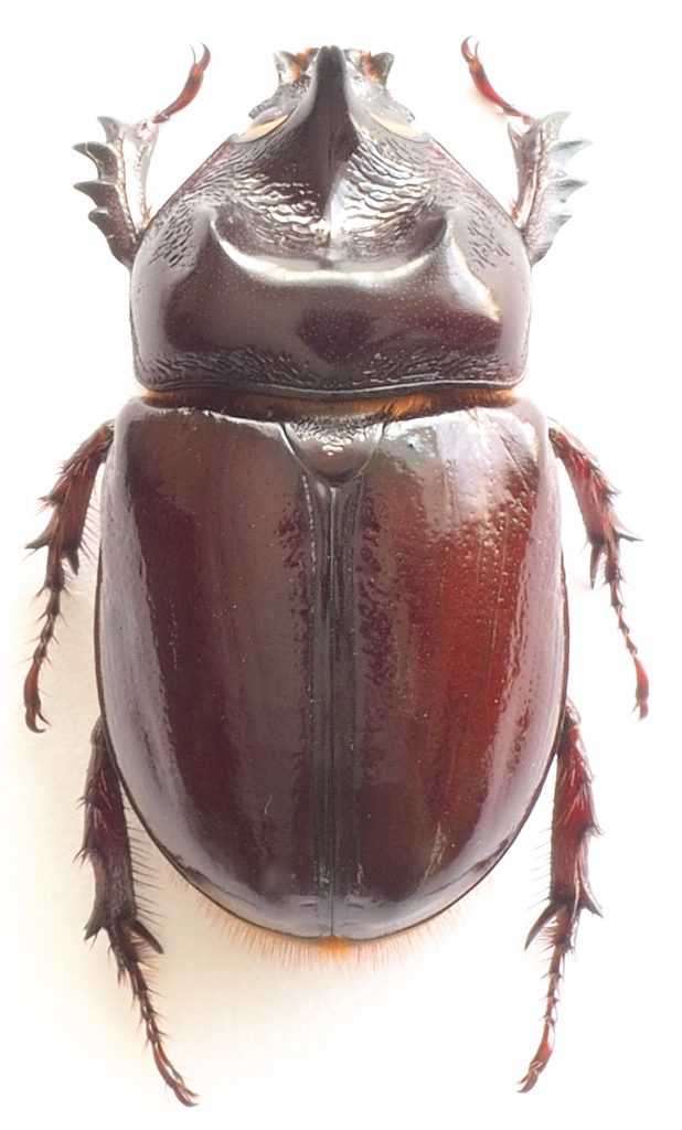 Strategus aloeus - Identificación y monitoreo de insectos