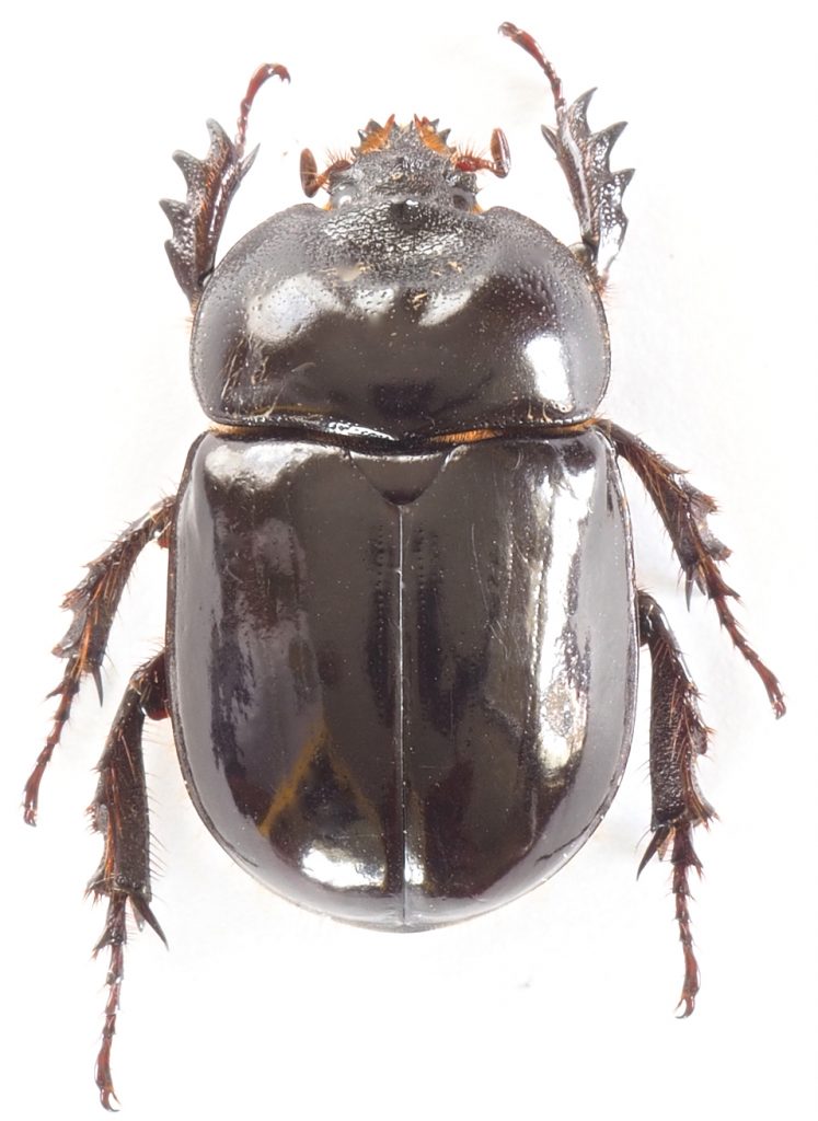 Bothynus quadridens - Identificación y monitoreo de insectos