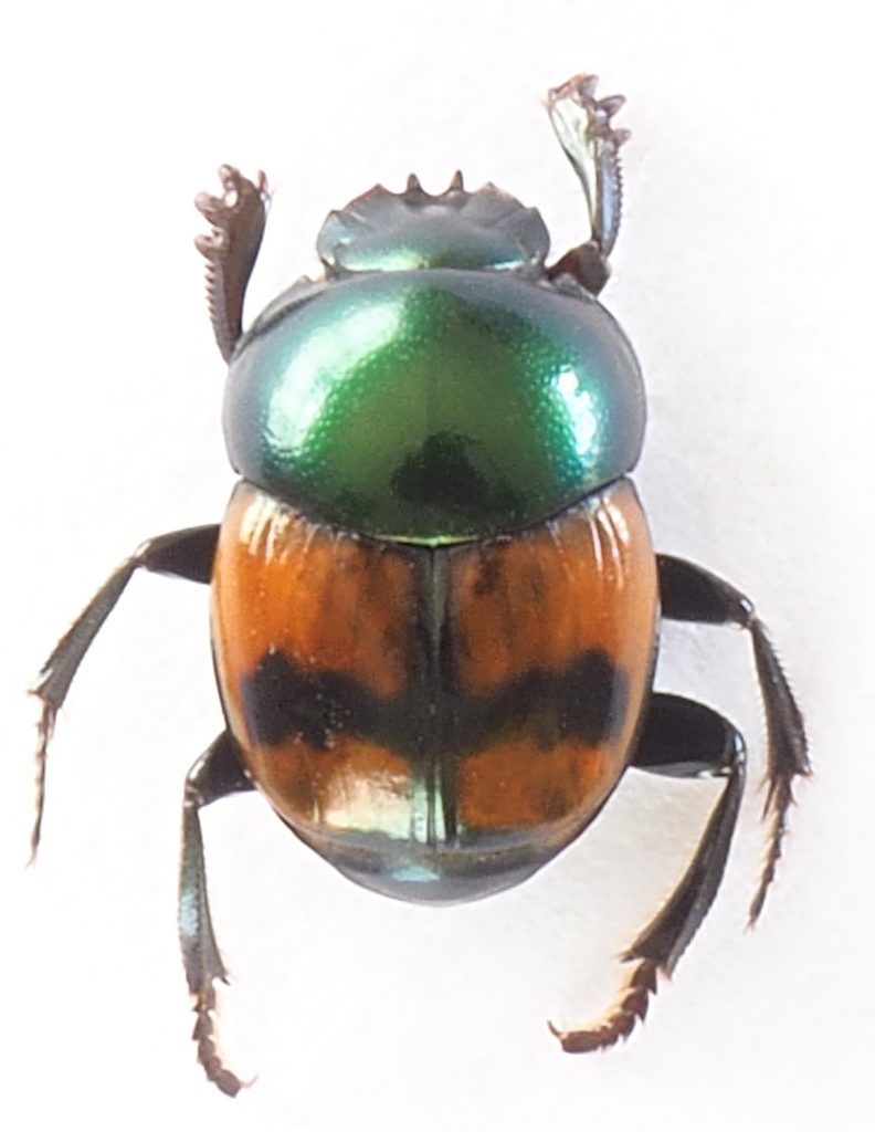 Canthon lituratus - Identificación y monitoreo de insectos
