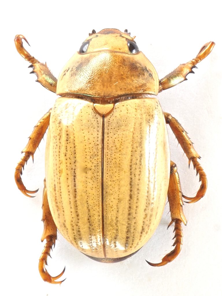 Pelidnota chiriquicola - Identificación y monitoreo de insectos