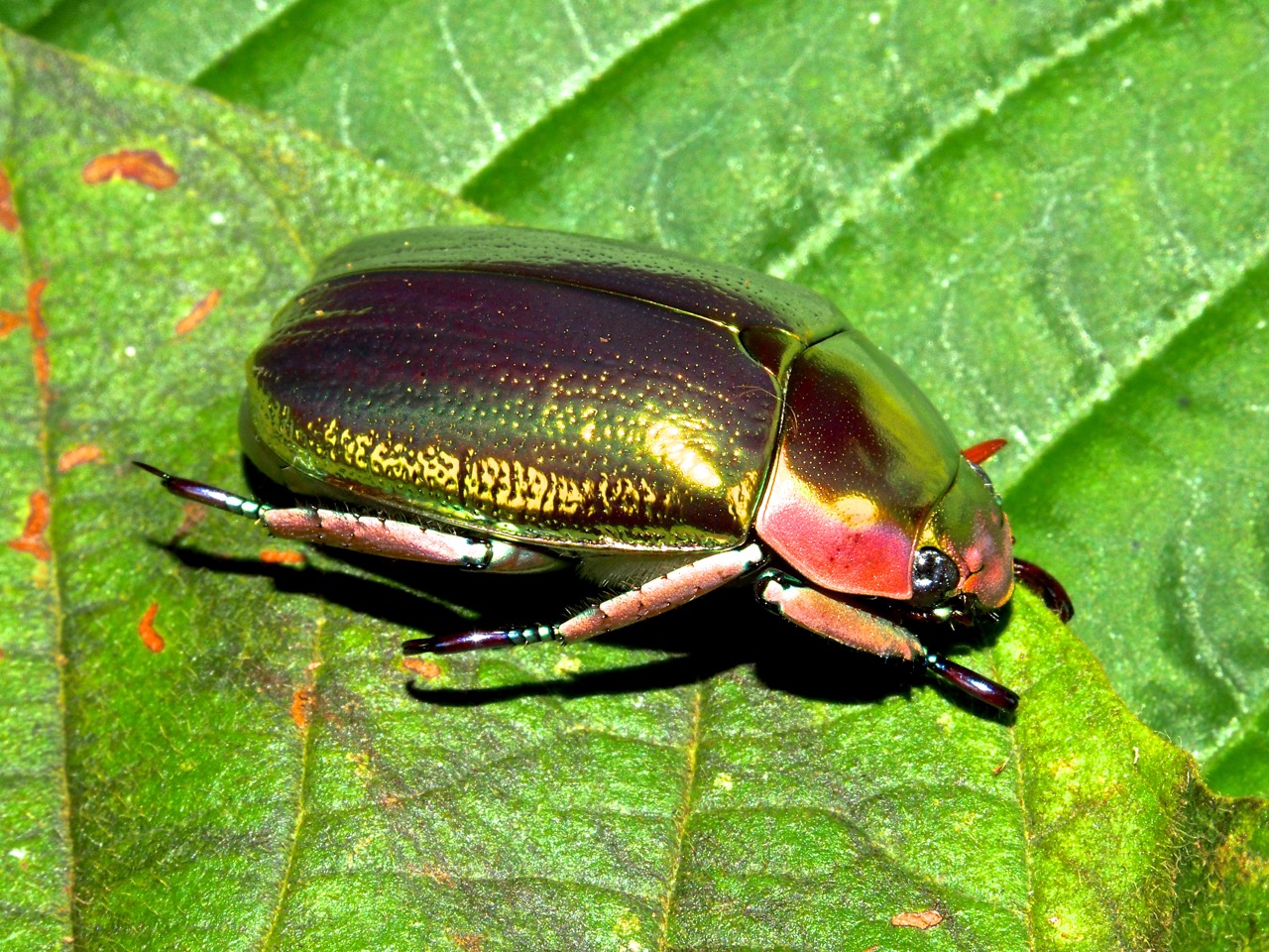 Clave para reconocer las subfamilias de la familia Scarabaeidae ...