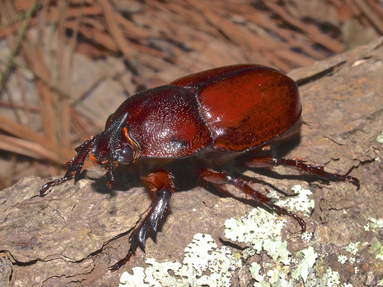 Escarabajos cornizuelos - Identificación y monitoreo de insectos