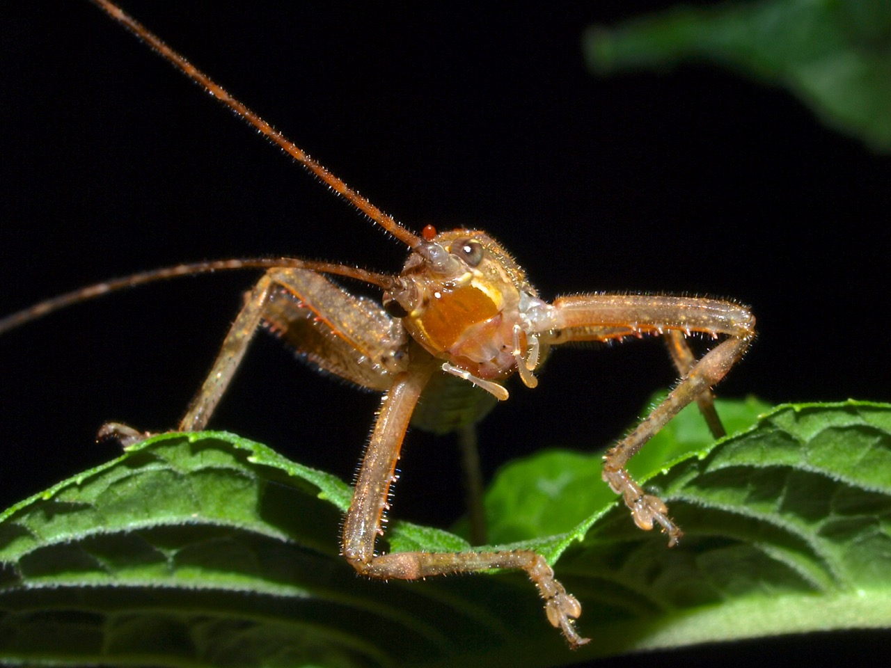 Saltamontes, Esperanzas, Grillos (Orthoptera) de Costa Rica ...
