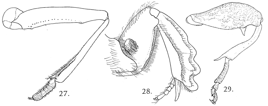 Coleópteros de Costa Rica - Identificación y monitoreo de insectos