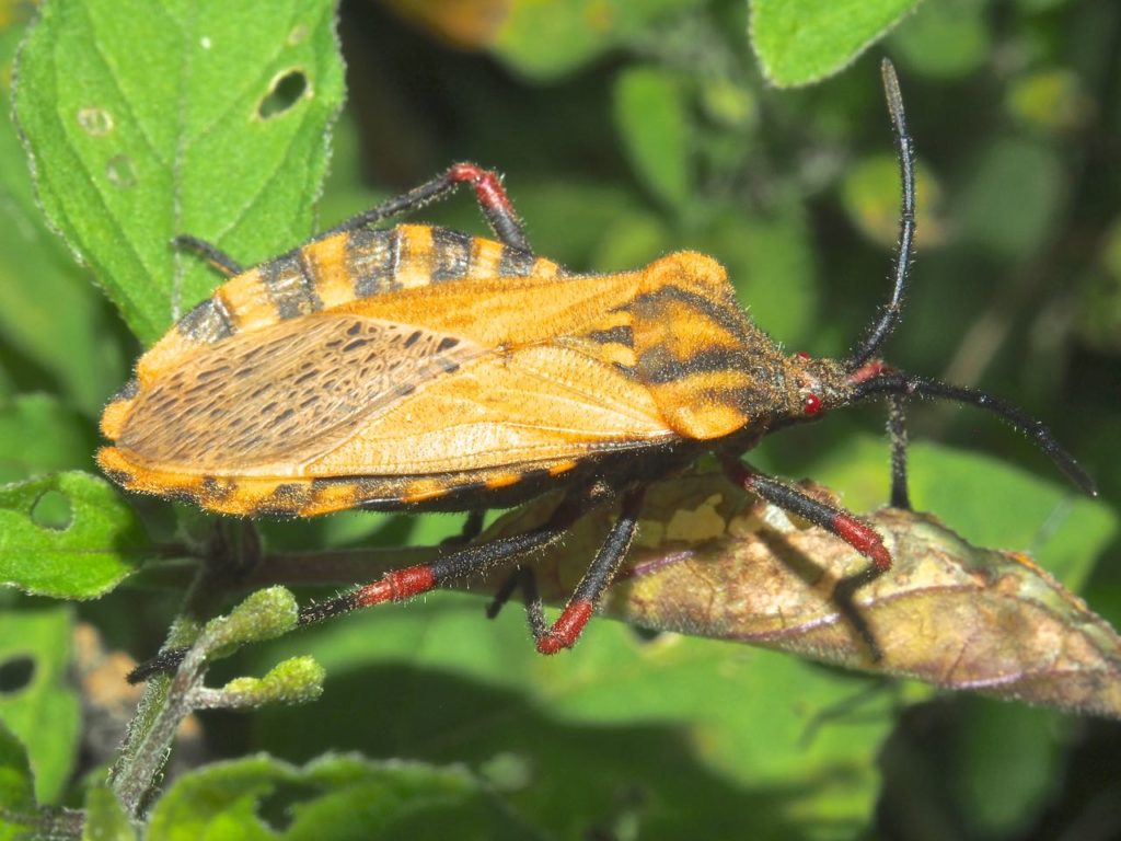 Spartocera fusca - Identificación y monitoreo de insectos