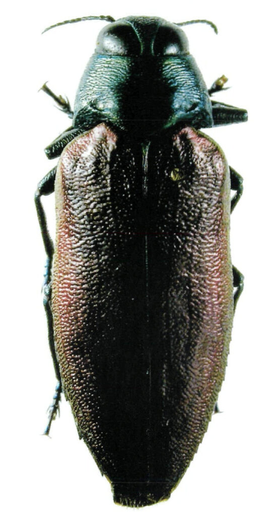 Eponimia de Ángel Solís - Identificación y monitoreo de insectos