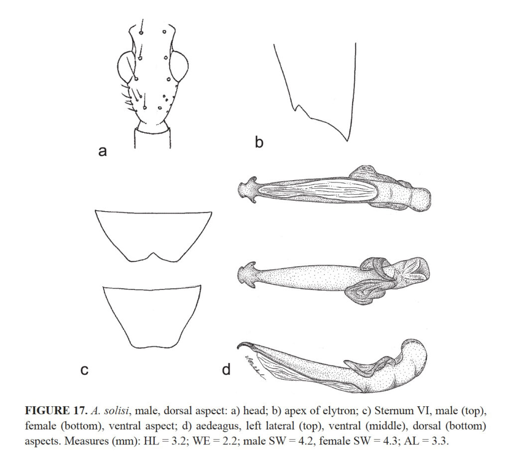 Eponimia de Ángel Solís - Identificación y monitoreo de insectos