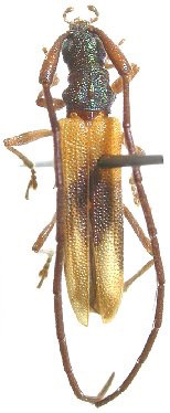Eponimia de Ángel Solís - Identificación y monitoreo de insectos