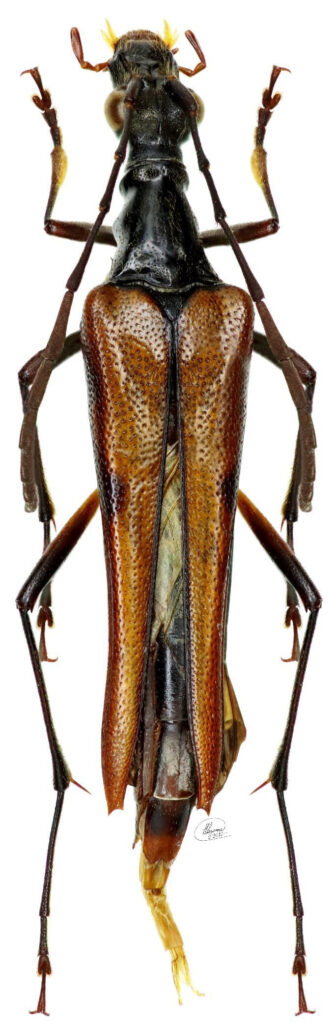 Eponimia de Ángel Solís - Identificación y monitoreo de insectos