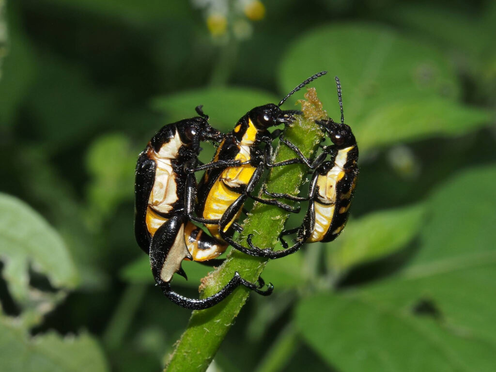 Megalopus armatus - Identificación y monitoreo de insectos